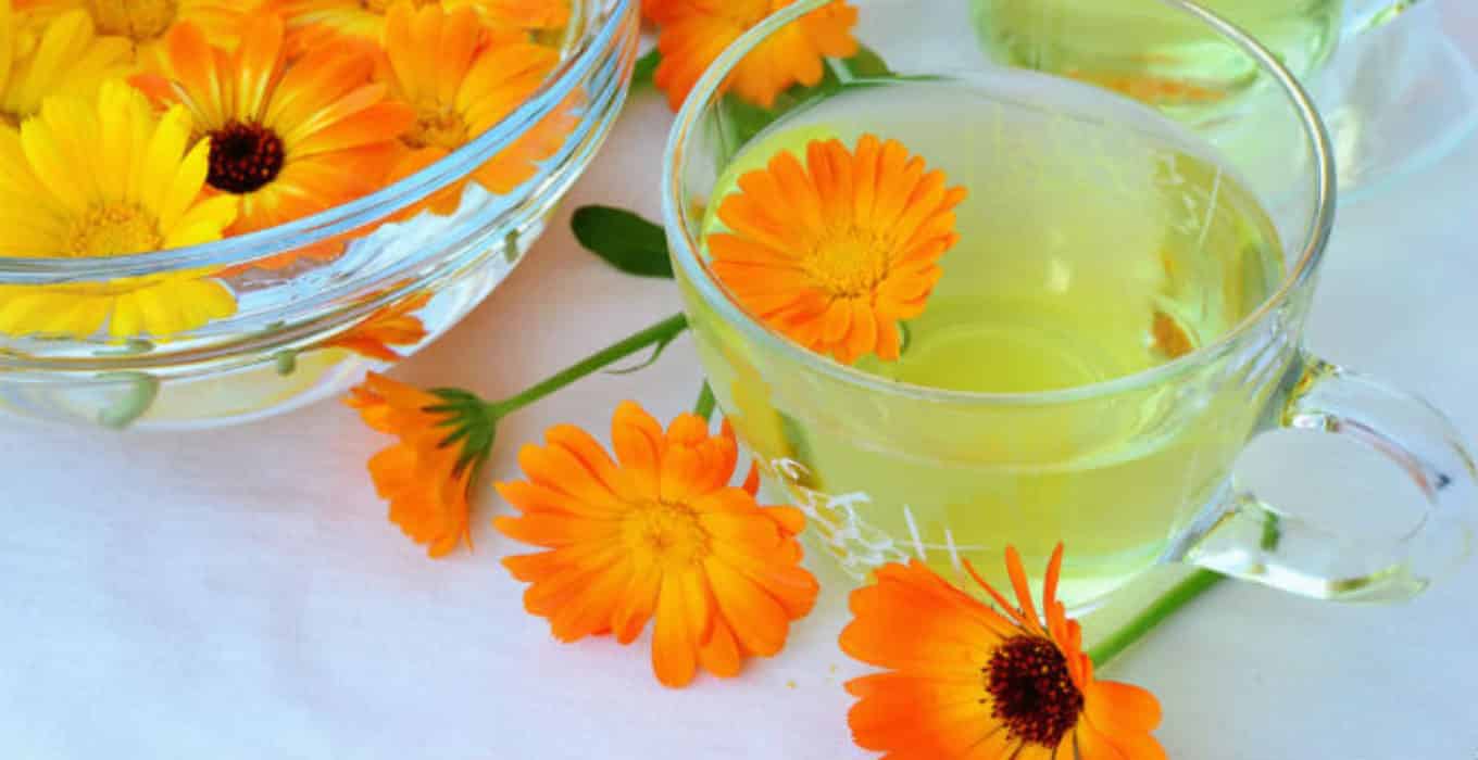 Caléndula - ¿Qué es, Para Qué Sirve, Té y Propiedades | Salud Responde