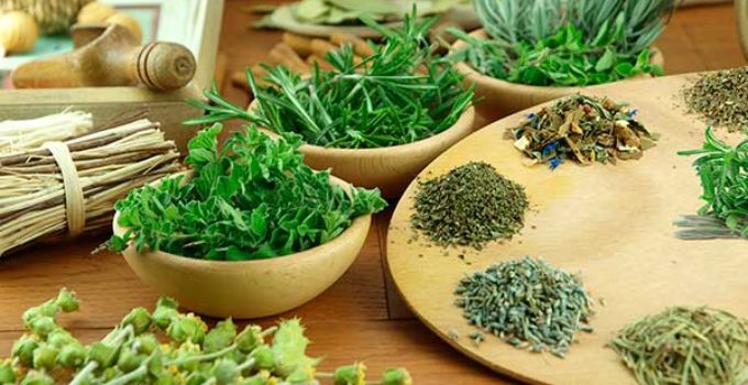 7 Hierbas Medicinales Para Adelgazar - Salud Responde