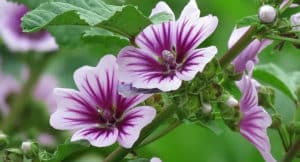 12 Beneficios de la malva - Para que sirve y propiedades | Salud Responde