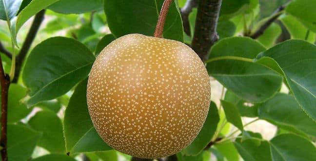 9 Beneficios de la pera Asiática - Para qué sirve y propiedades | Salud ...